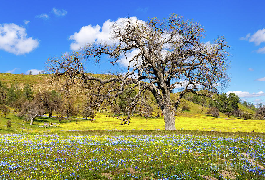 Oak Tree in the Spring Photograph by Mimi Ditchie - Fine Art America