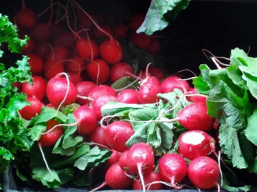 Organic Radishes Photograph by Charlotte Gray - Fine Art America
