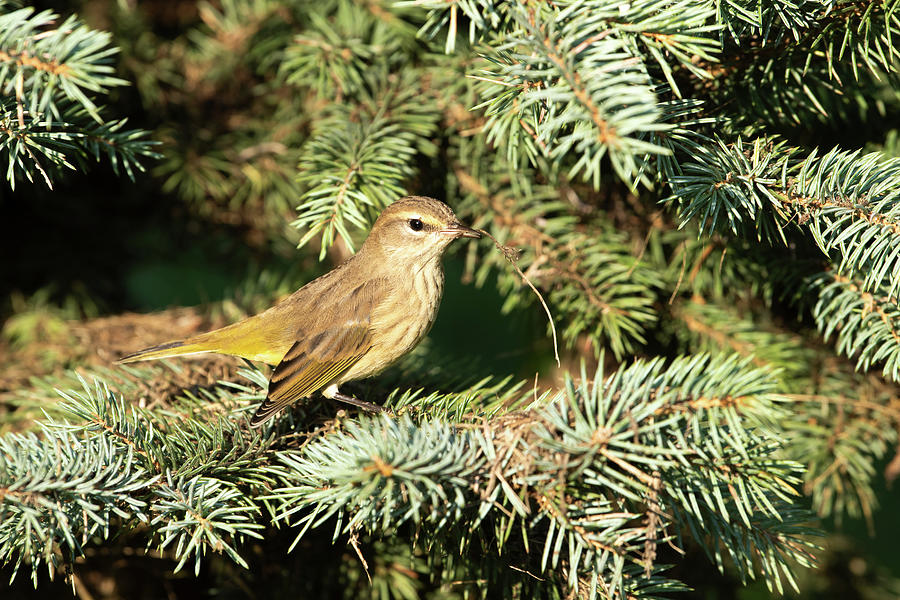 Palm Warbler Photograph by Jan Luit - Fine Art America