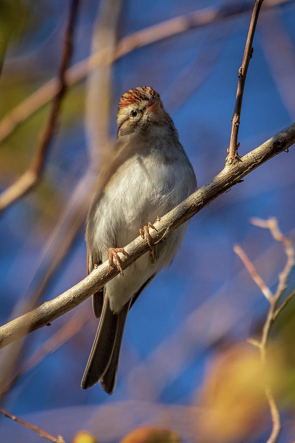 Perching Birds Photograph by George Capaz - Fine Art America