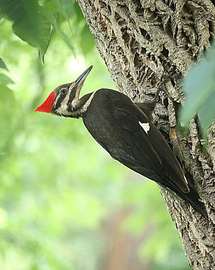 Pileated Woodpecker 2 Photograph by Tom STRUTZ | Fine Art America