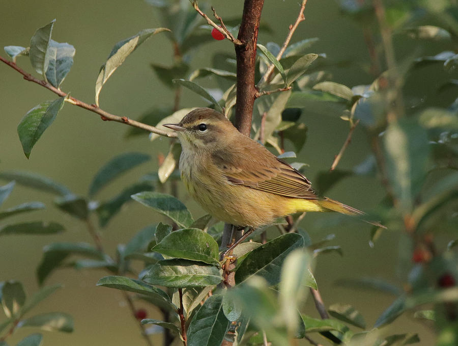 Proud Palm Warbler Photograph by David Kipp - Fine Art America