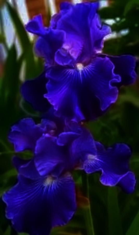 Purple Iris Photograph by Wayne Poteat - Fine Art America