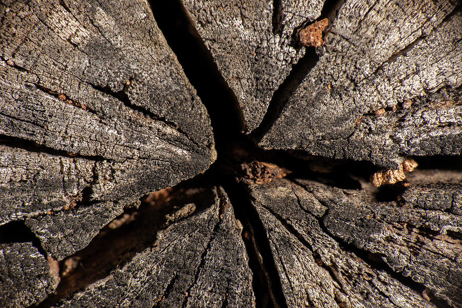 Real Macro Tree Texture #1 Photograph by Rob Downer - Pixels