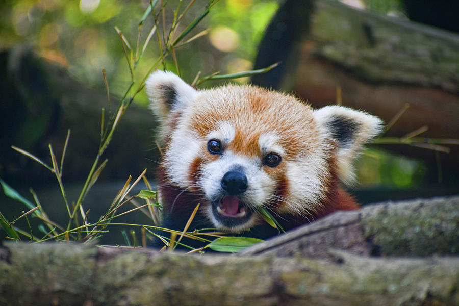 Red panda in the Knoxville Zoo in Tennessee Photograph by Lisa Crawford ...