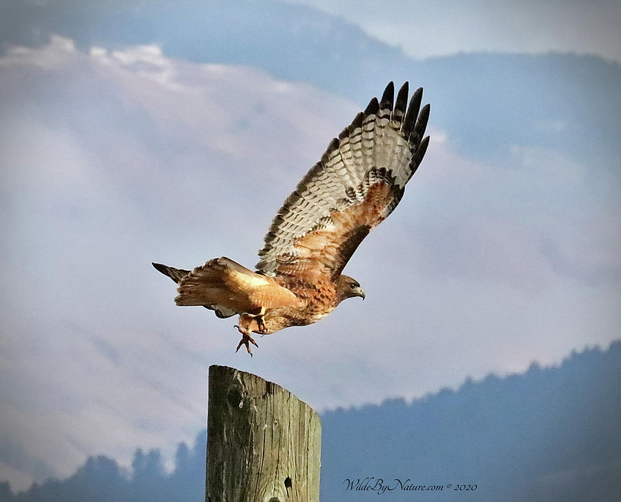 Red-tailed Hawk Digital Art by David Wilde - Fine Art America
