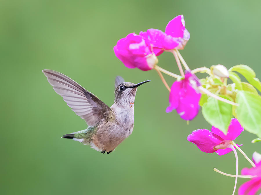 Red Throated Hummingbird in flight Photograph by Deborah Springer ...