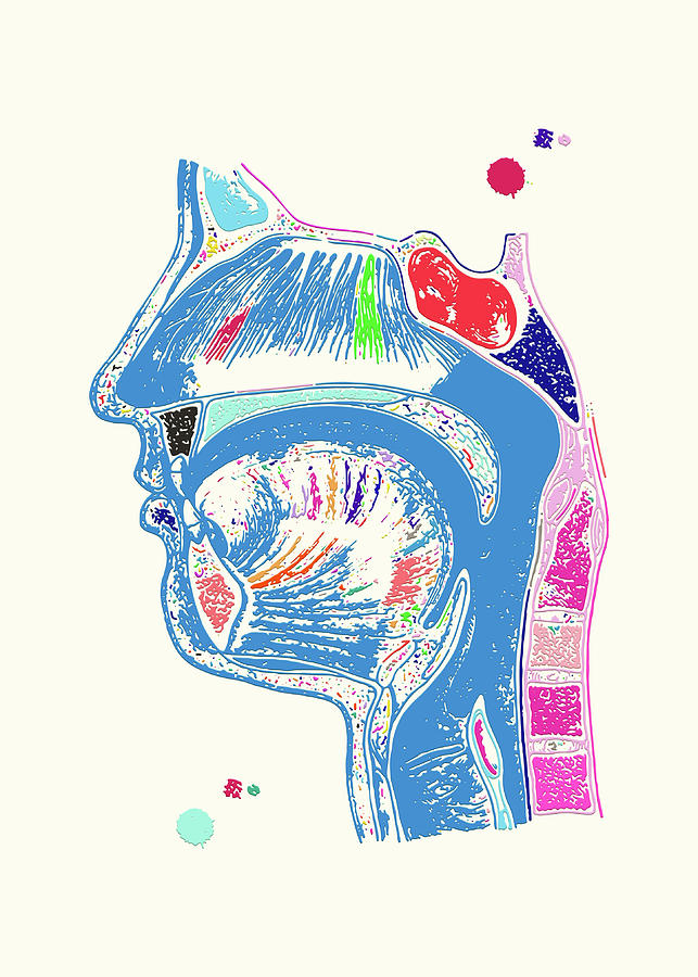 Respiratory System Digital Art by Gambrel Temple - Fine Art America