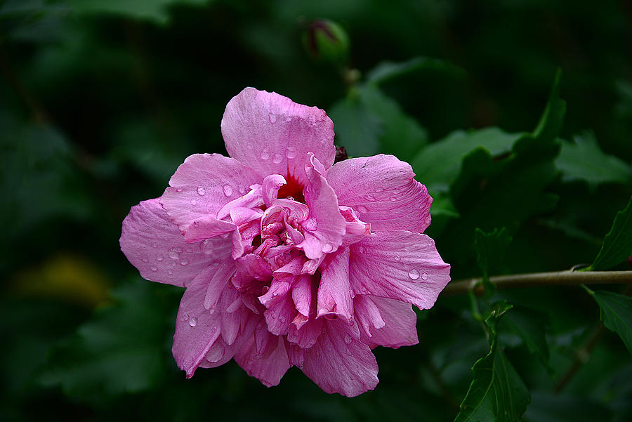 Rose Of Sharon Photograph By Stephen Path Fine Art America