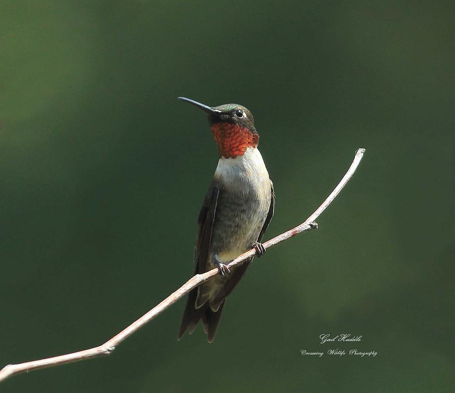 Ruby-throat-4 Photograph by Gail Huddle | Fine Art America
