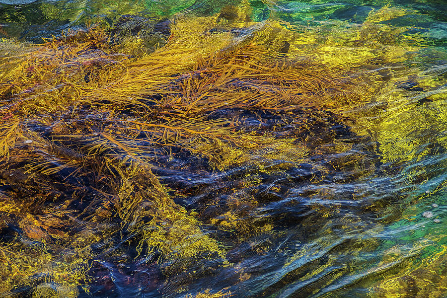 Seaweed Swirl 2 Photograph by Bette Devine | Fine Art America