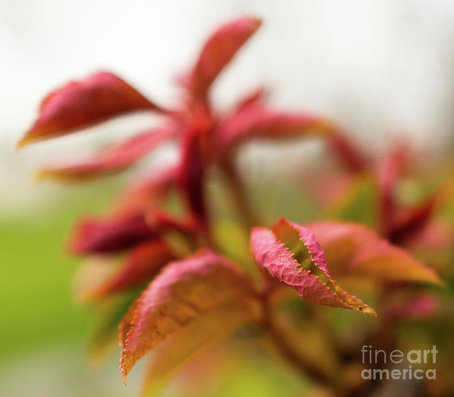 A Selective Focusing Technique Photograph by Nick Boren - Pixels