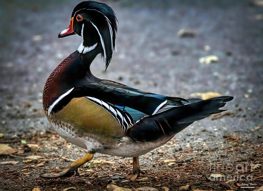 Sharp Dressed Photograph by Nelson Decker - Fine Art America