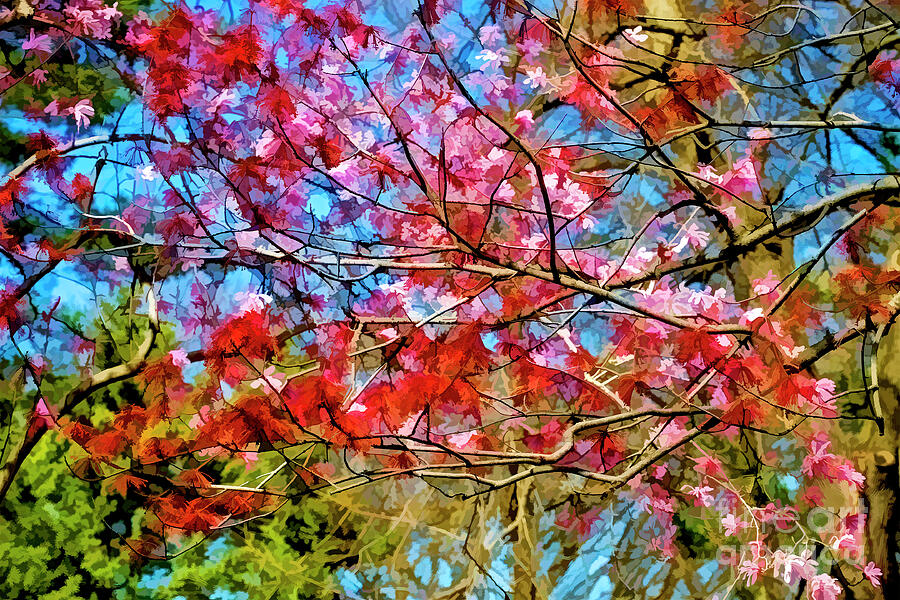 Spring Explosion Photograph by Robert Ullmann - Fine Art America