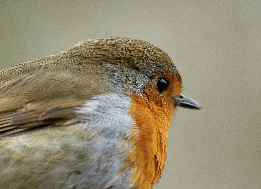 The Little Robin Photograph by Gemma Pepper - Fine Art America