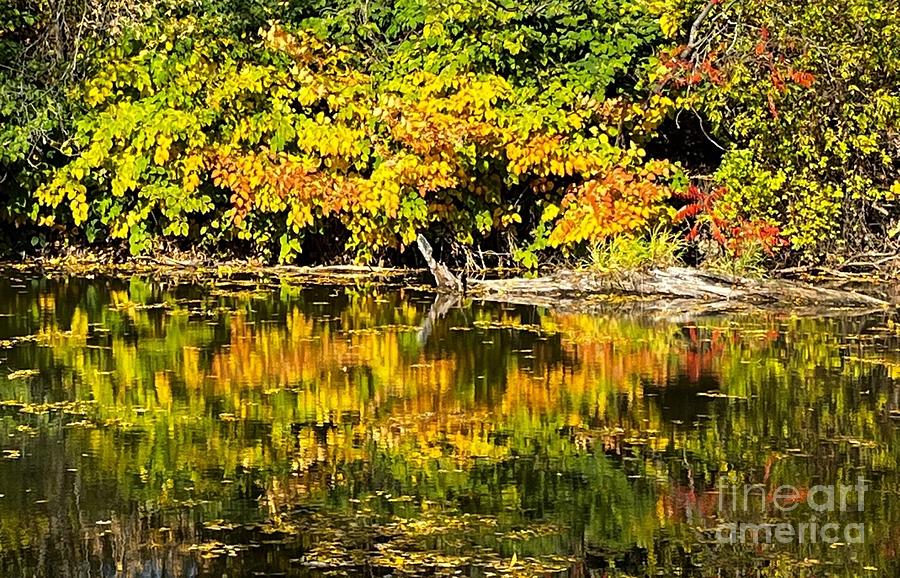 The Swamp Photograph by Arthur Filipiak - Fine Art America