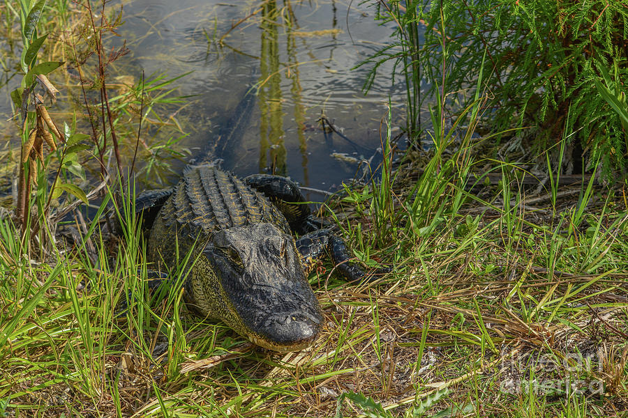 This American Alligator is at Burns Lake Campground in Big Cypress ...