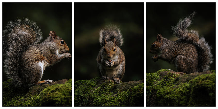 Triptych of a Grey Squirrel, Sciurus carolinensis sitting on a moss covered wall. #1 Photograph ...