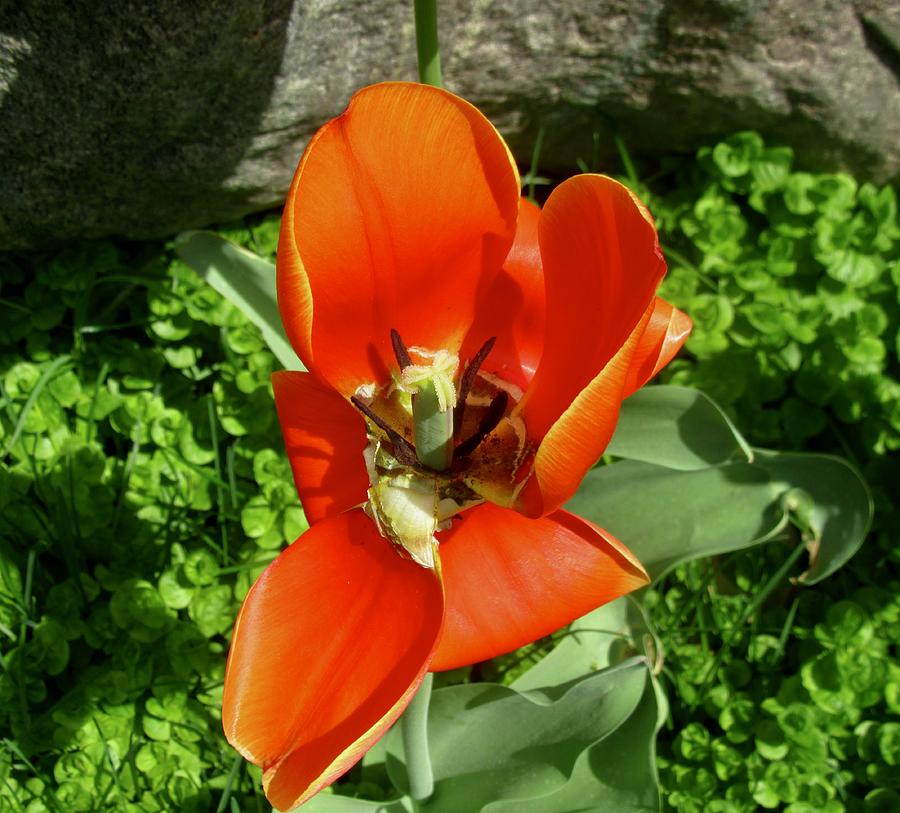 Tulip Photograph by Stephanie Moore - Fine Art America