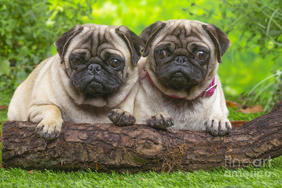 Two pugs lying down outside in the garden Photograph by Ardea Picture ...