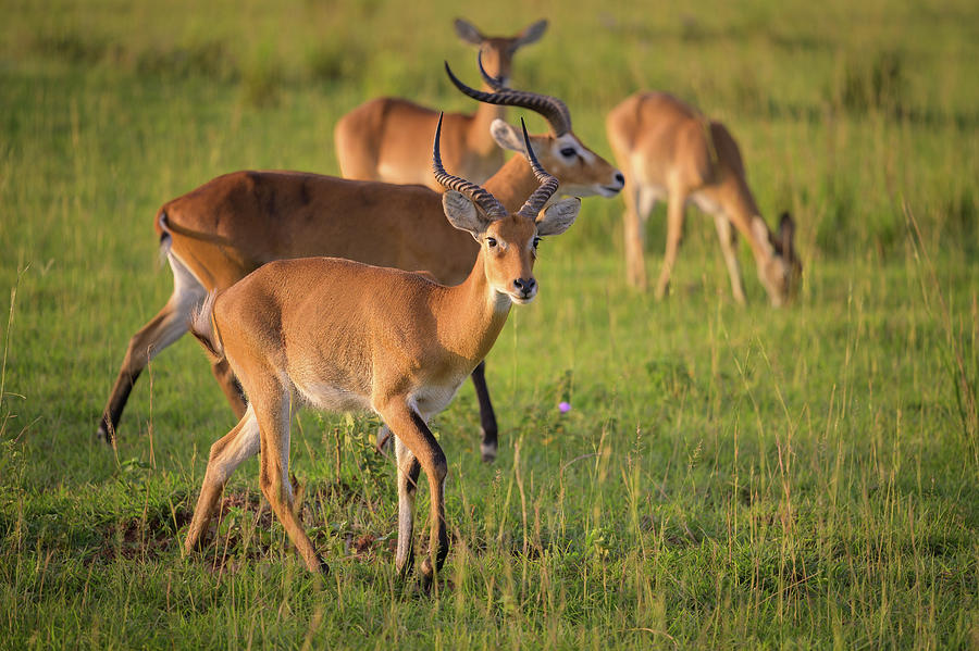 Ugandan kobs in Murchison Falls National Park Photograph by Stefan Rotter | Fine Art America