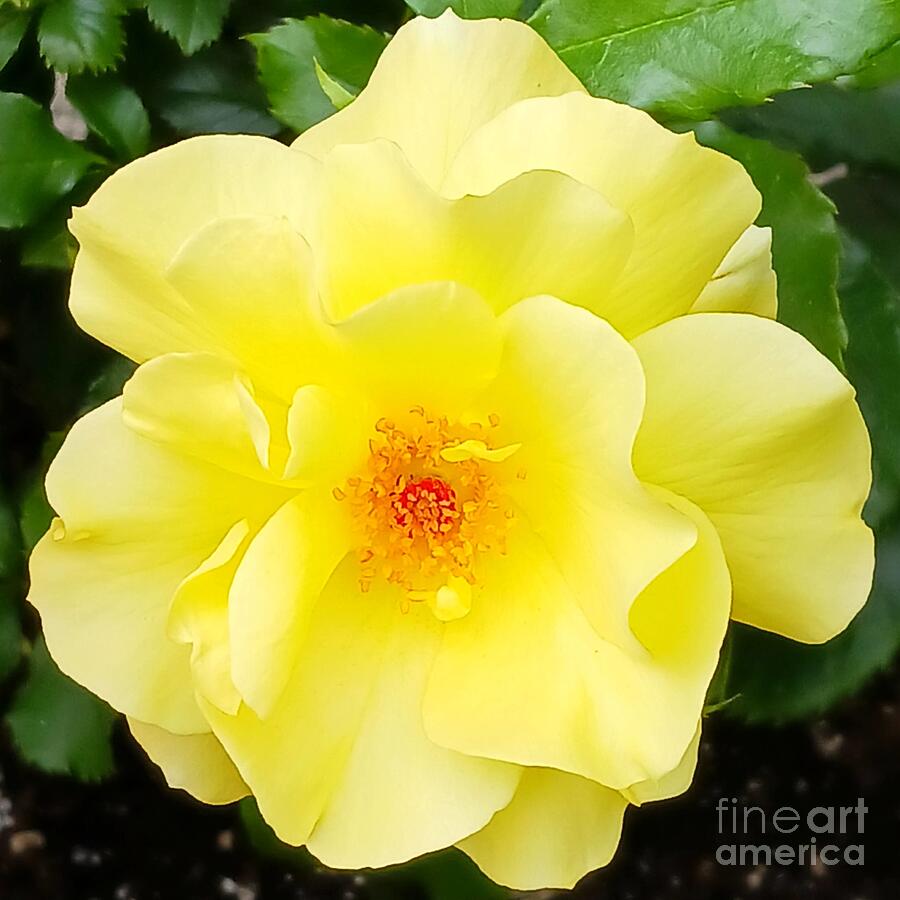 Yellow rose bloom Photograph by Laura Vanatka - Fine Art America