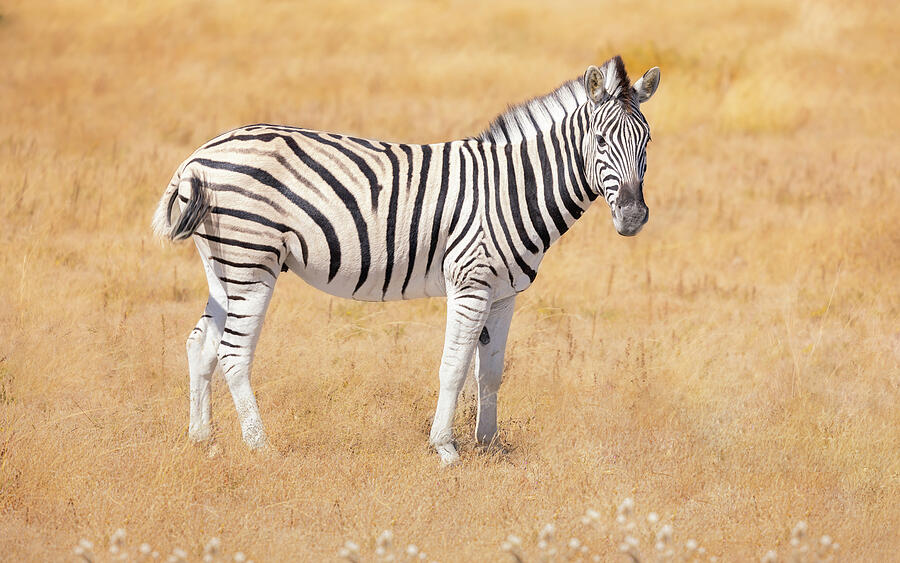 Zebra #1 Digital Art by Lei Zhang - Fine Art America