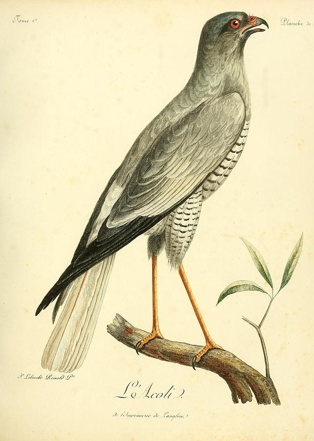 Beautiful Vintage Raptor Artwork #102 Mixed Media by World Art ...