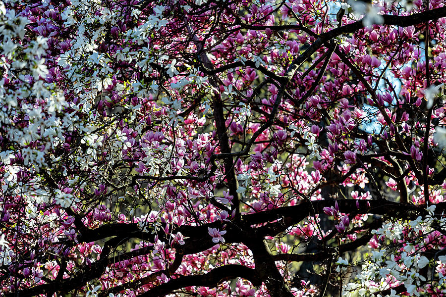 Spring Trees Photograph by Robert Ullmann - Fine Art America