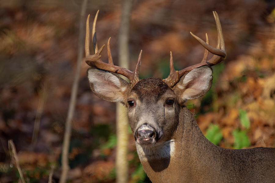 12 Pointer Photograph by David Irwin - Fine Art America