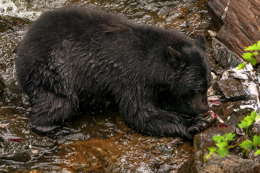 Alaskan Black Bears Photograph by Al Ungar - Fine Art America