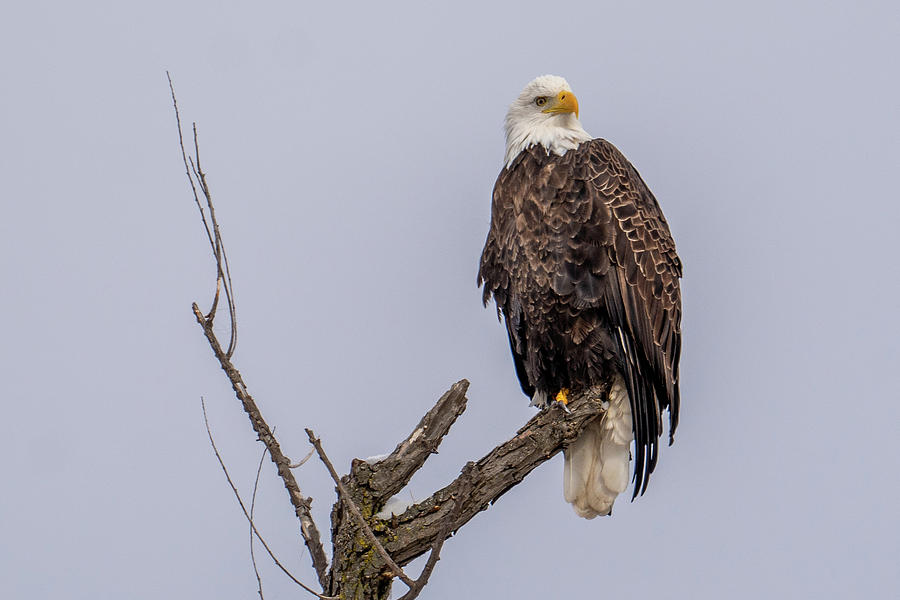 Eagle Photograph by Caleb Howard - Pixels