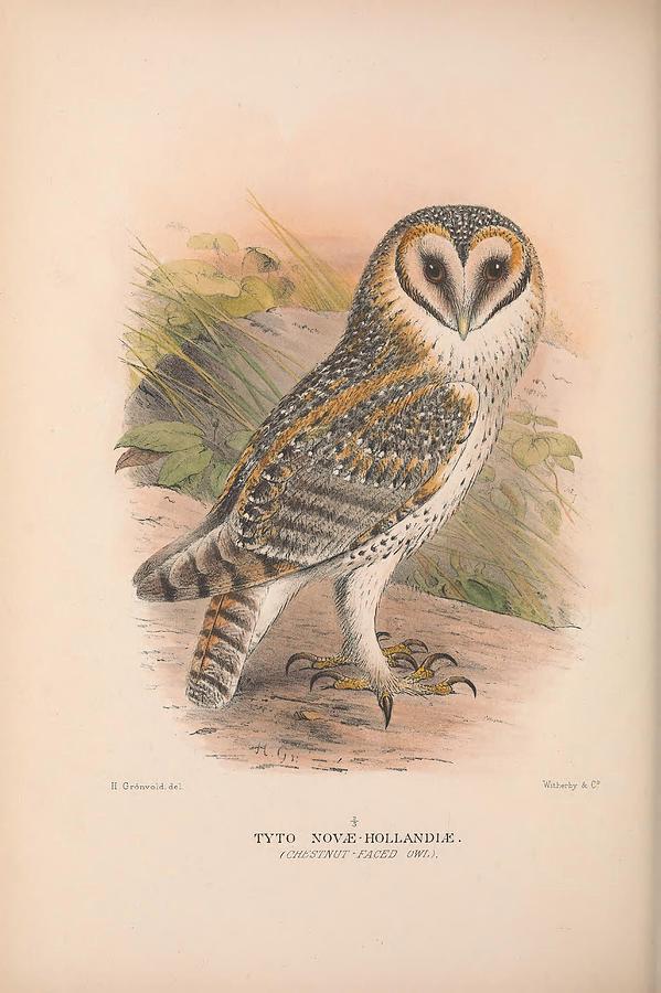 Beautiful Antique Owl Mixed Media by Beautiful Nature Prints - Fine Art ...