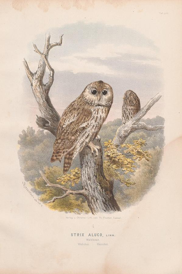 Beautiful Antique Owl Print Mixed Media by Beautiful Nature Prints ...