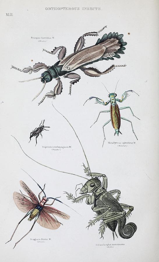 Insects Mixed Media by Beautiful Nature Prints - Fine Art America