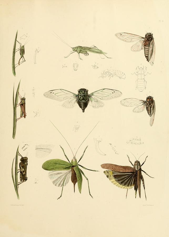 Insects Mixed Media by Beautiful Nature Prints | Fine Art America