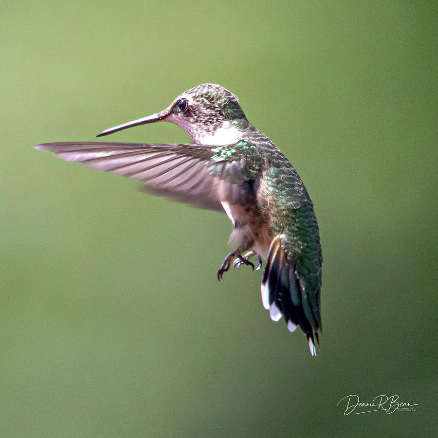 Hummingbird in Flight Photograph by Dennis Bean - Pixels