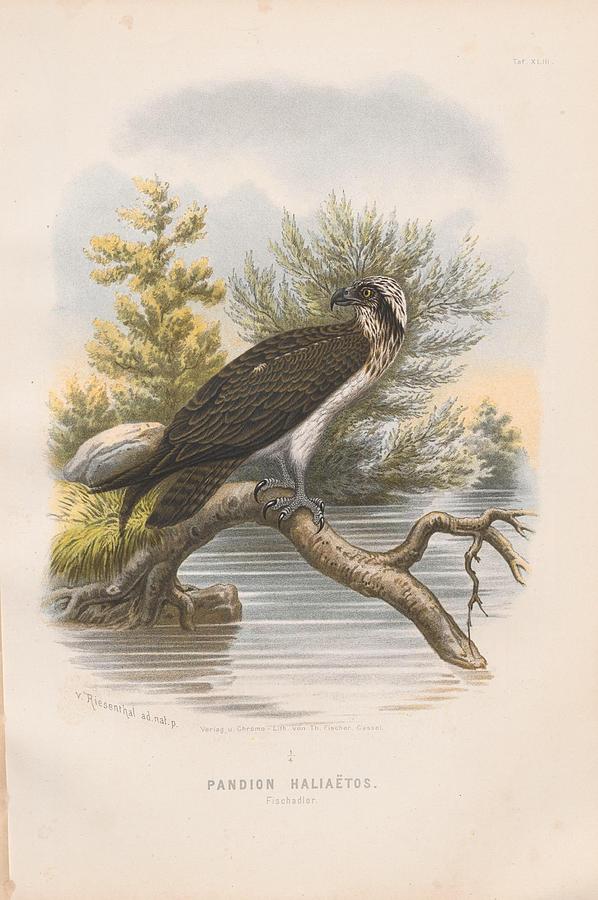 Beautiful Vintage Raptor Artwork Mixed Media by Beautiful Nature Prints ...