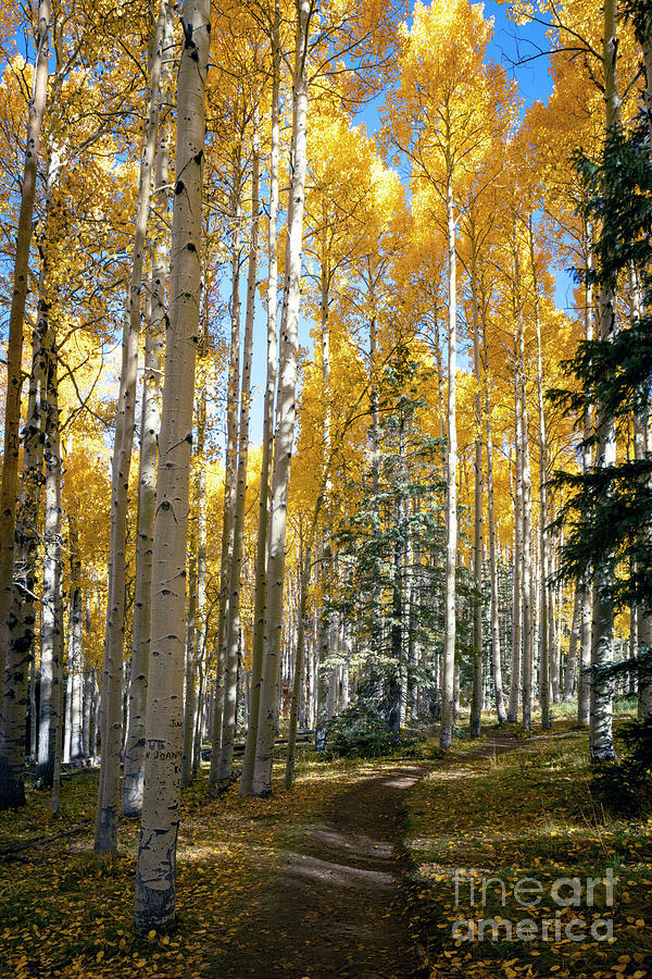 1705 Fall Colors of Northern Arizona Photograph by Steve Sturgill ...