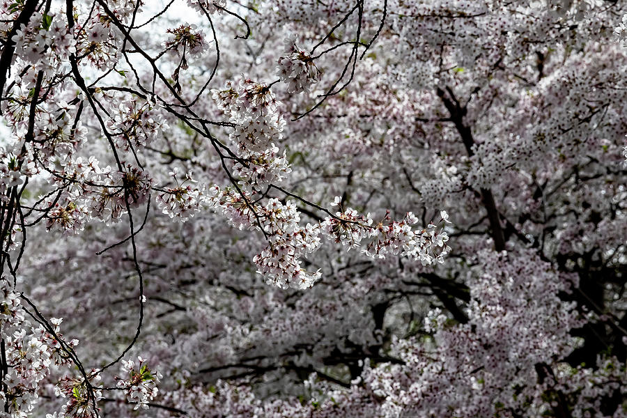 Cherry Trees Photograph by Robert Ullmann - Fine Art America