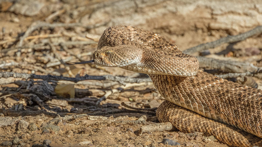 Western Diamondback Rattlesnake Photograph by David C Vincent - Fine ...