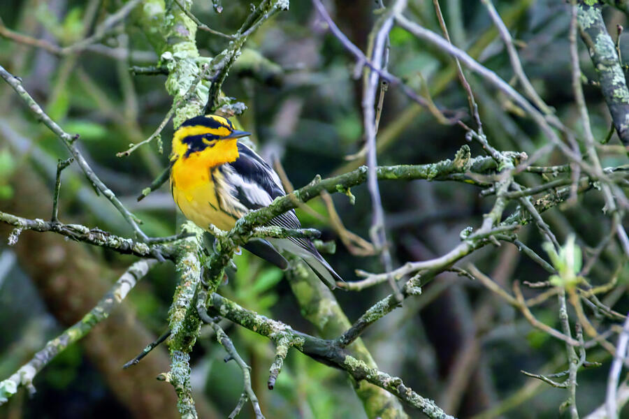 Blackburnian Warbler #2 Photograph by Robert Strickland - Fine Art America