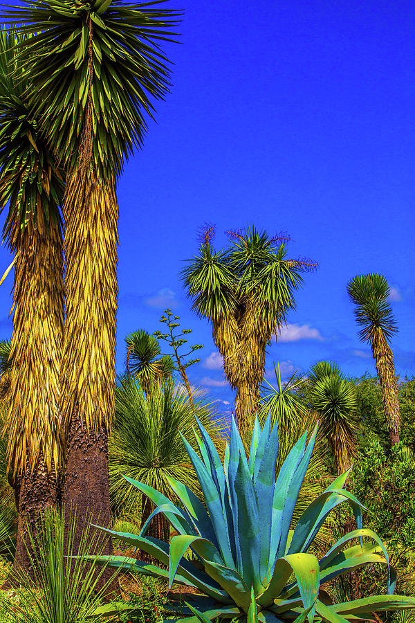 El Charco del Botanical Garden host beautiful cactus displays in San ...