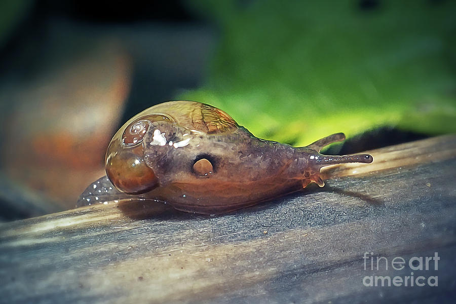Eucobresia diaphana Ear-Shaped Glass Snail Photograph by Frank Ramspott ...