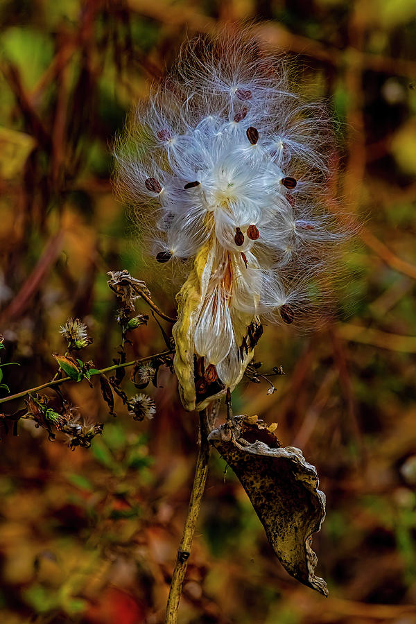 Fall Foliage - Exploding Seed Pod Photograph by Robert Ullmann - Fine ...