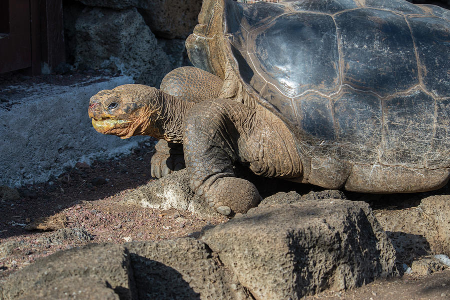 Galapagos Giant Tortoise Digital Art by Carol Ailles - Fine Art America