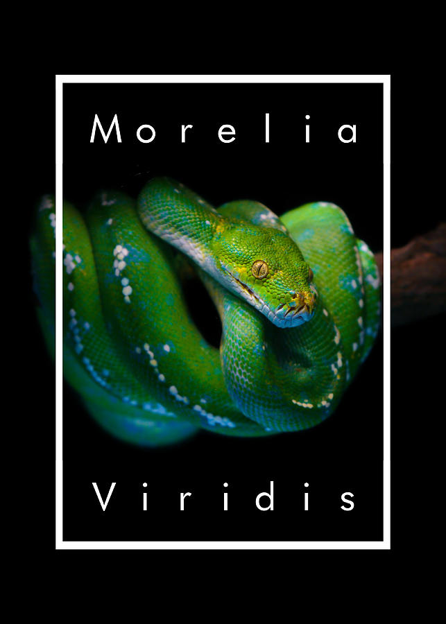 Green Tree Python Morelia Viridis Digital Art by Jon Alderman - Pixels