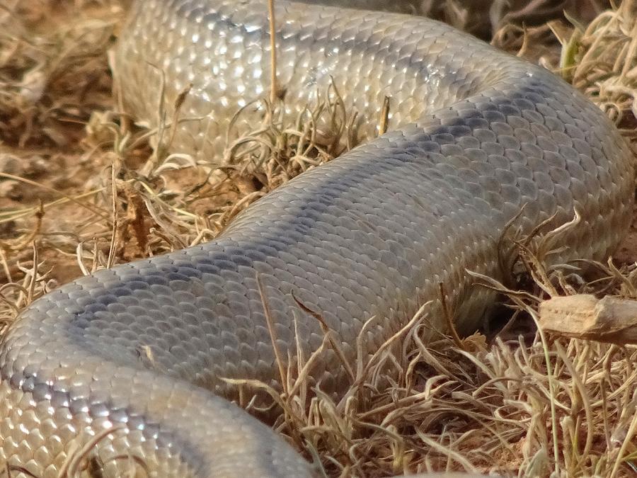 Ladder Snake Photograph by Alfred Fox - Fine Art America