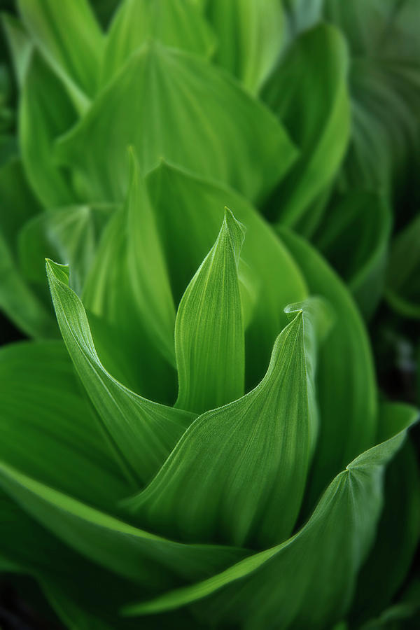 Cornhusk Lily Leaf Pattern Photograph by Steve Gandy | Fine Art America