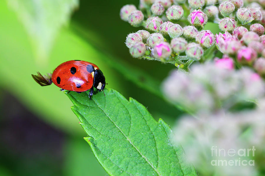 Macro photography of a ladybug in its natural habitat Photograph by ...